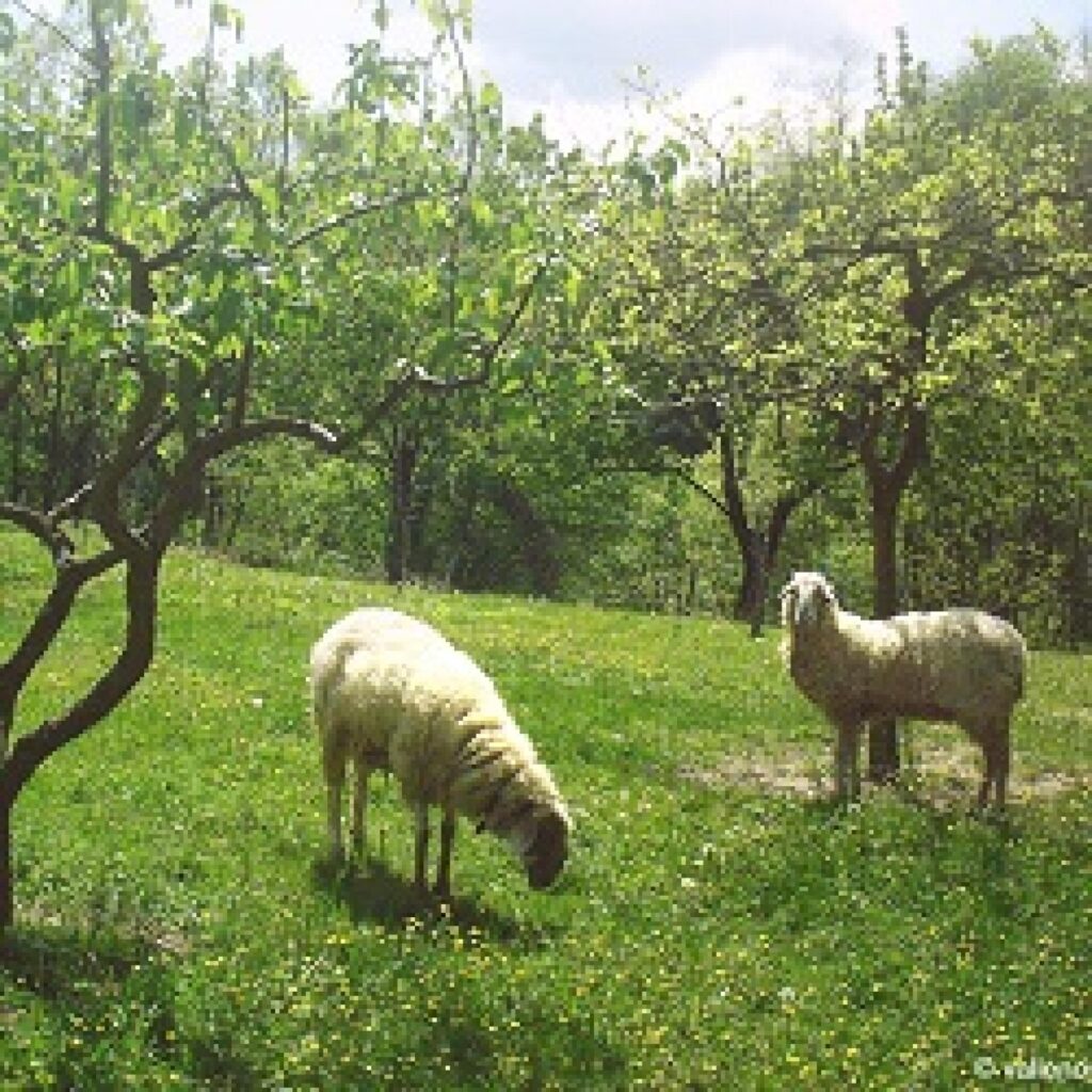 A Mongiardino, dove le pecore sono 'star' - NoviOnline