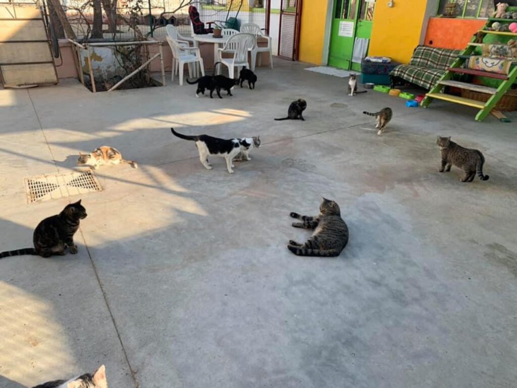 Al Gattile sanitario un murales di Lele Gastini - NoviOnline